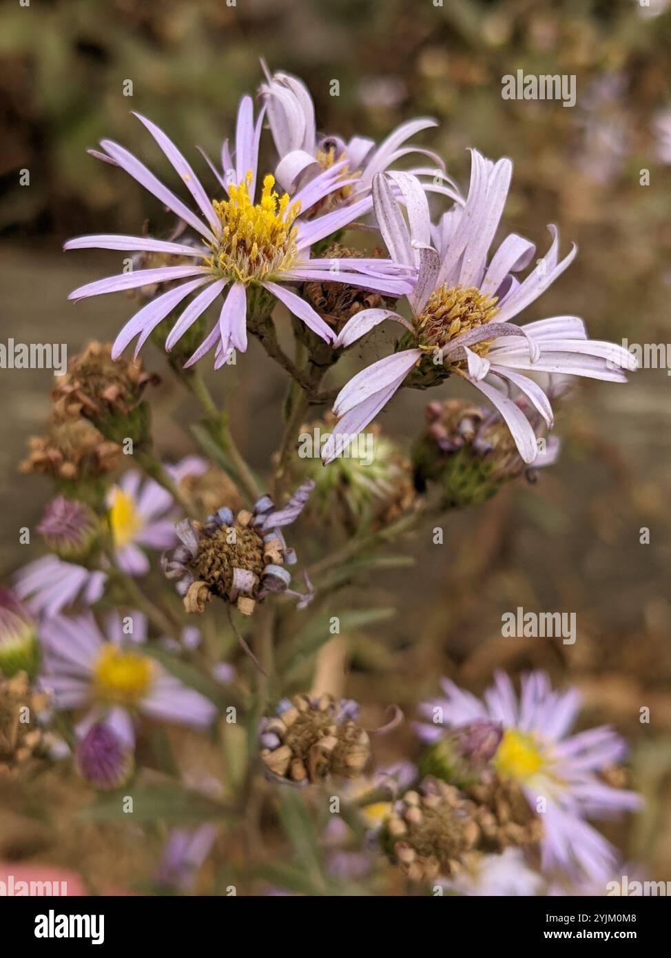 Pacific Aster (Symphyotrichum chilense Stock Photo - Alamy