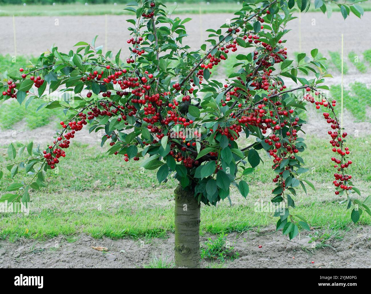 Prunus cerasus Scharö Stock Photo - Alamy