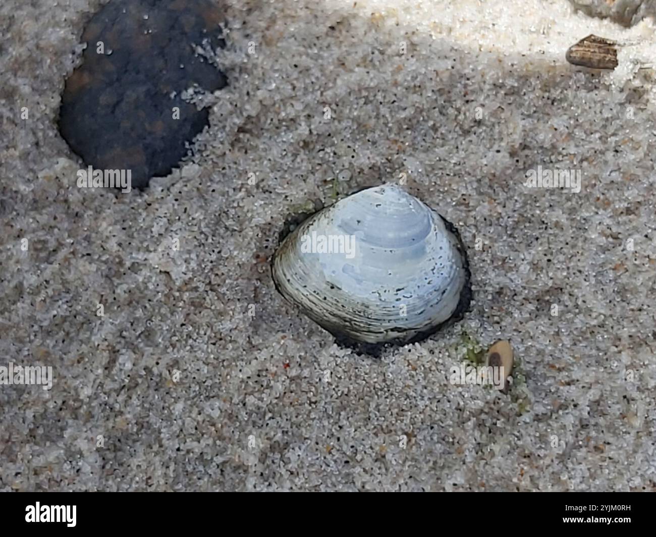 Baltic macoma macoma balthica hi-res stock photography and images - Alamy