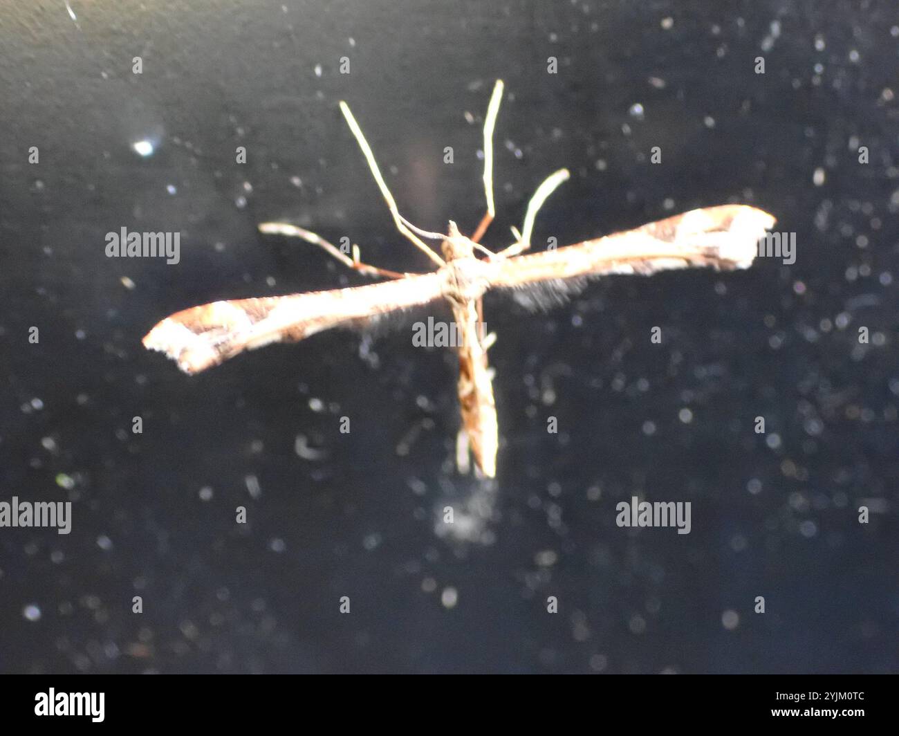 Beautiful Plume Moth (Amblyptilia acanthadactyla Stock Photo - Alamy
