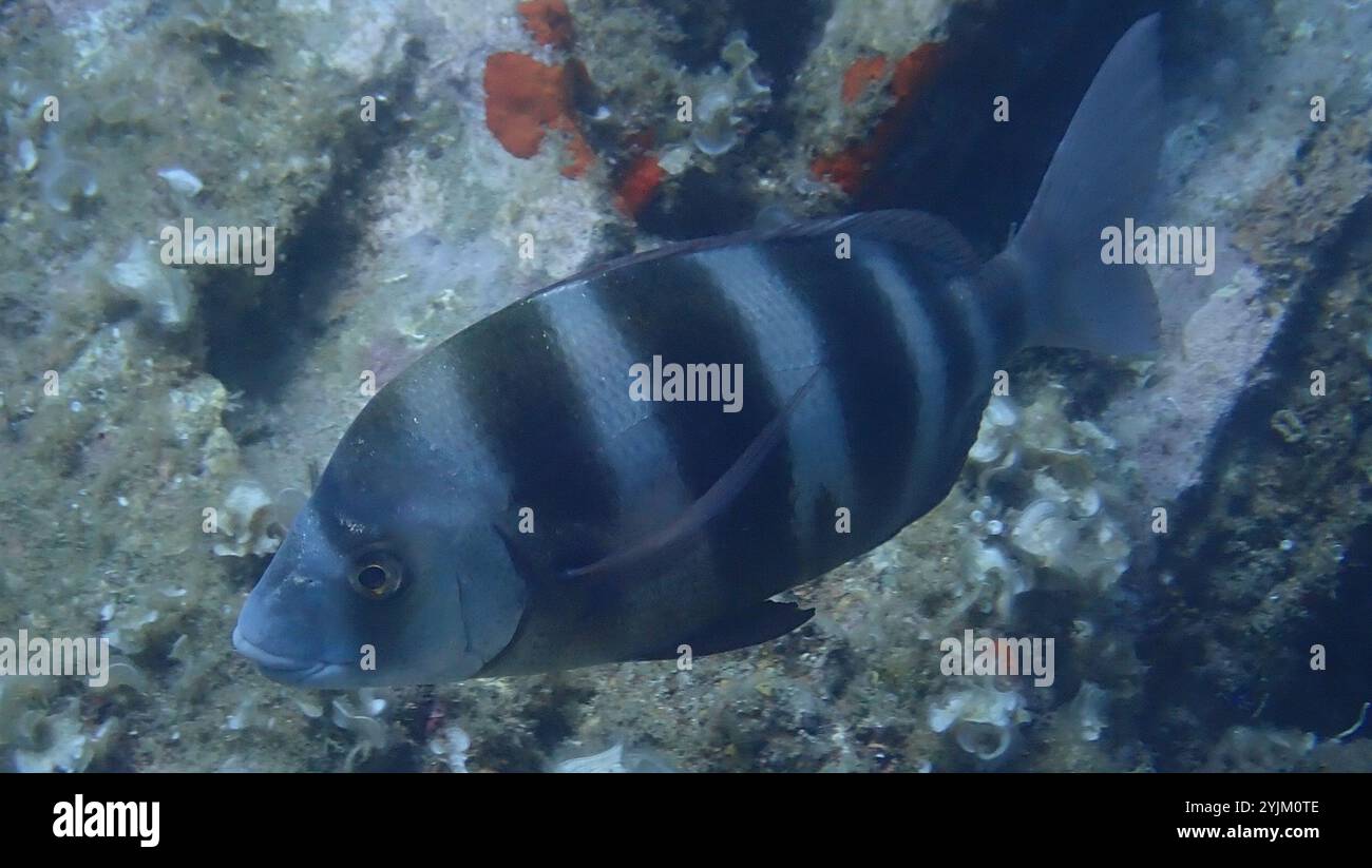 Horned Bream (Diplodus cervinus Stock Photo - Alamy