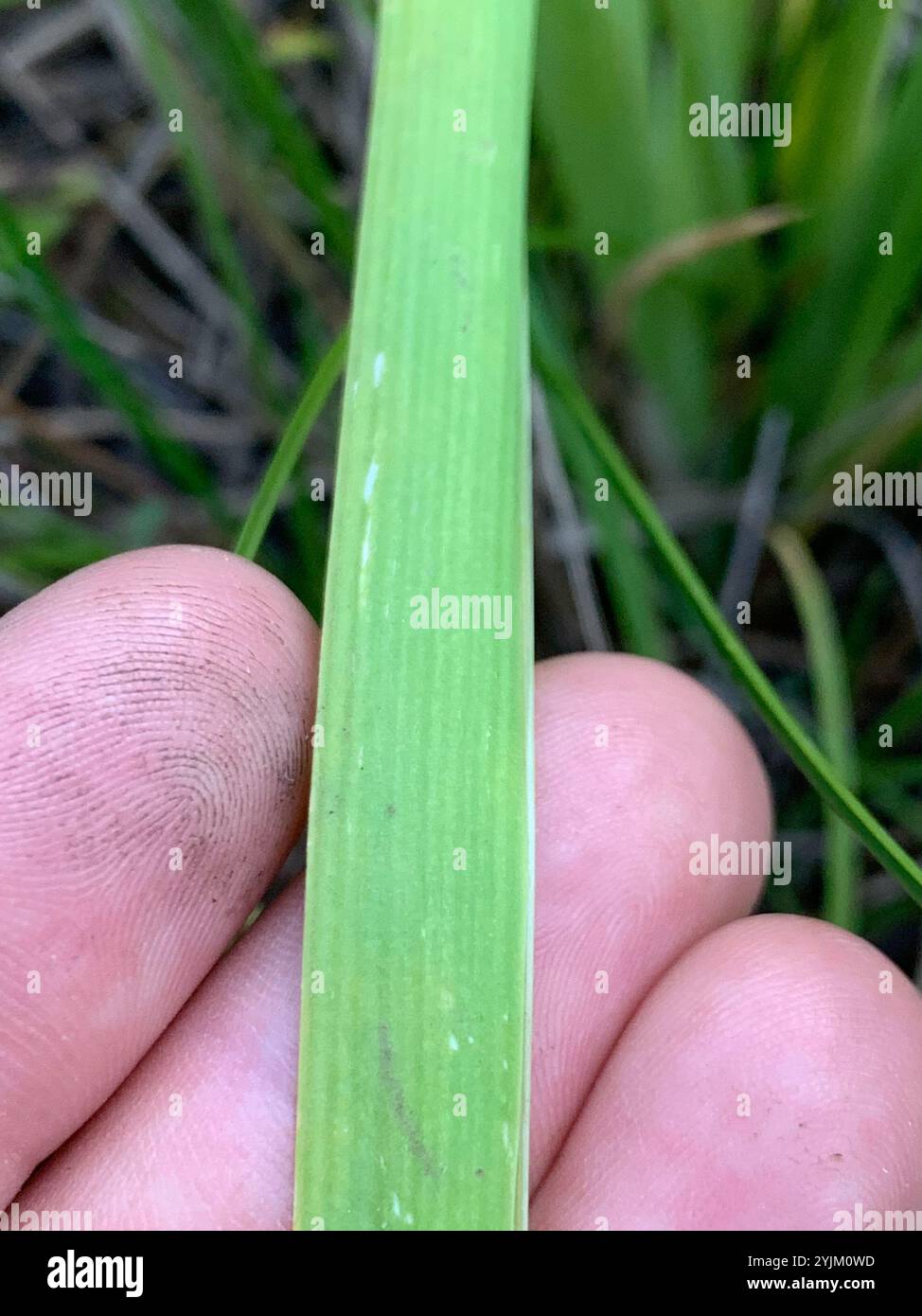 western false asphodel (Triantha occidentalis Stock Photo - Alamy