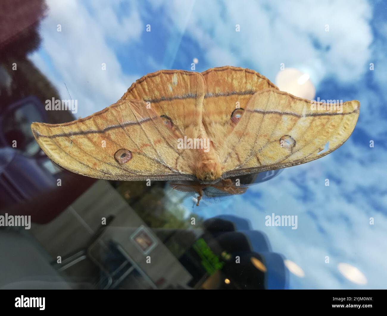Japanese Silk Moth (Antheraea yamamai Stock Photo - Alamy