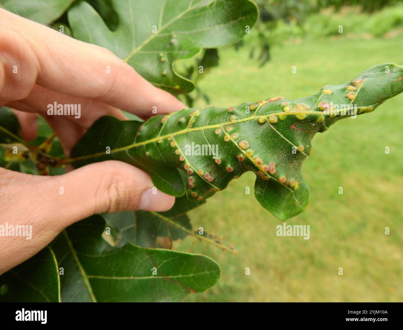 oak flake gall wasp (Neuroterus quercusverrucarum Stock Photo - Alamy