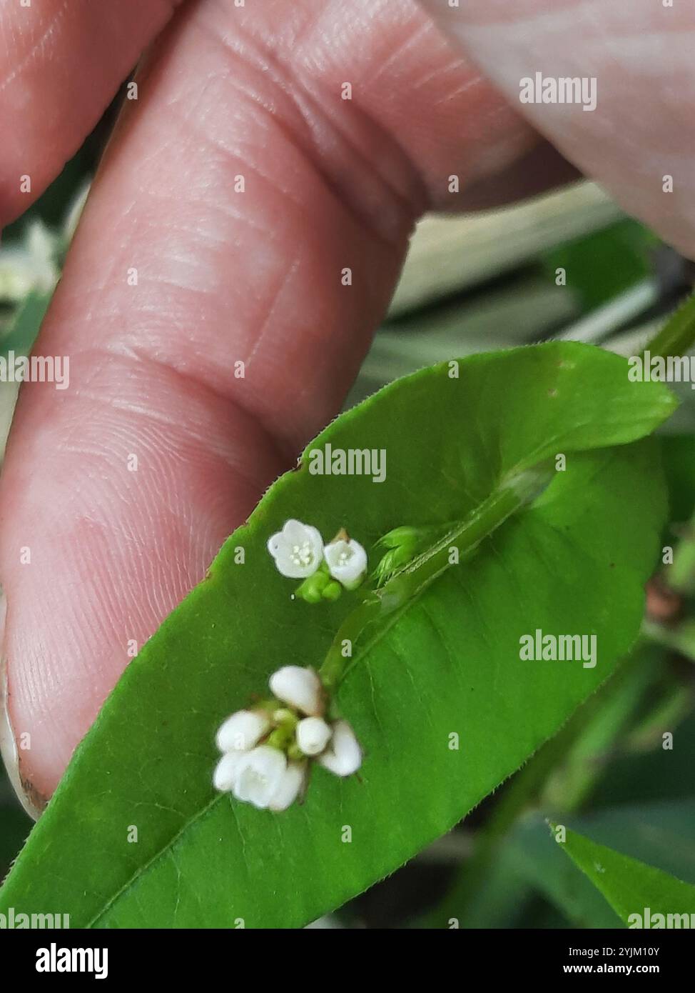 arrow-leaved tearthumb (Persicaria sagittata Stock Photo - Alamy