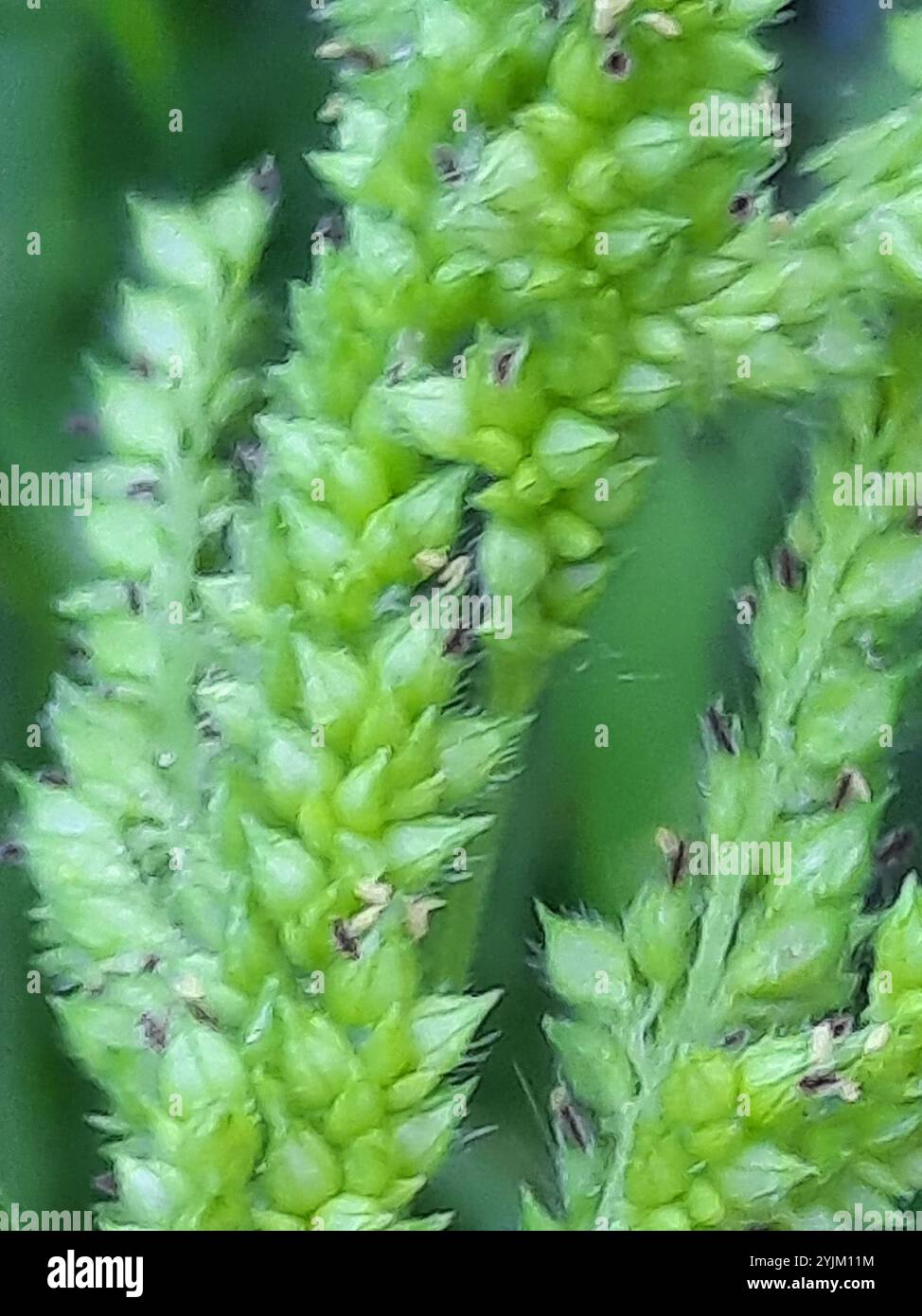 barnyardgrass (Echinochloa crus-galli Stock Photo - Alamy