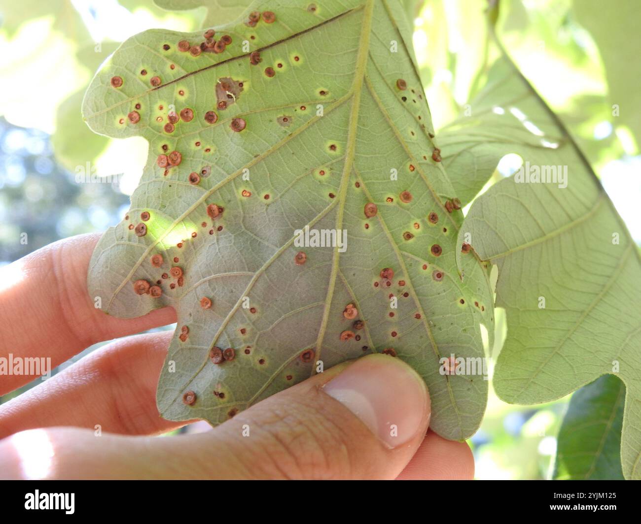 Jumping Gall Wasp (Neuroterus saltarius Stock Photo - Alamy