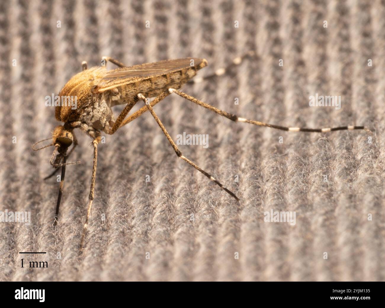 Ochlerotatus hi-res stock photography and images - Alamy