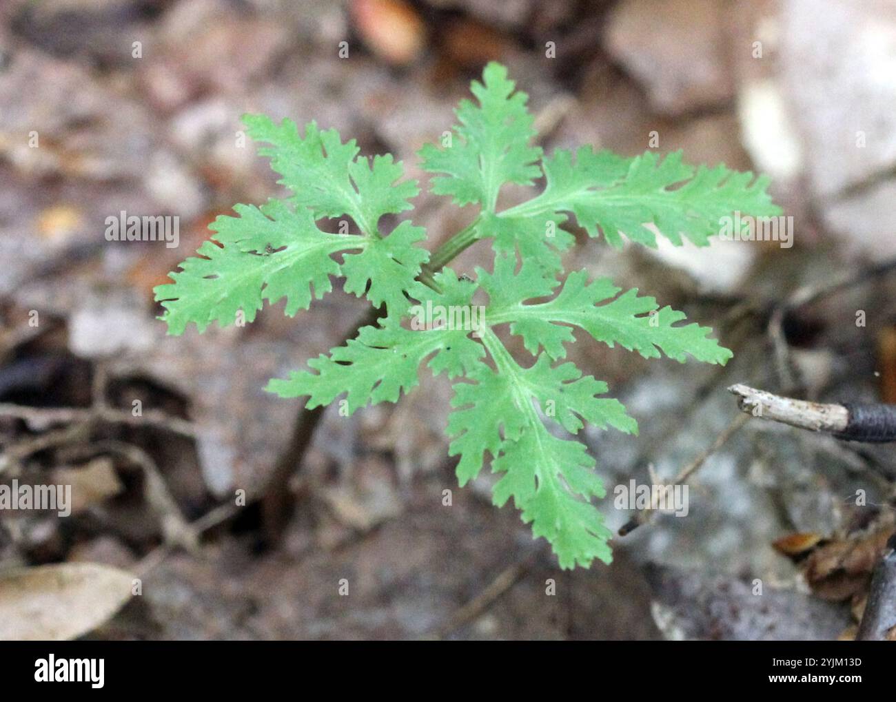 Cutleaf Grapefern (Sceptridium dissectum Stock Photo - Alamy