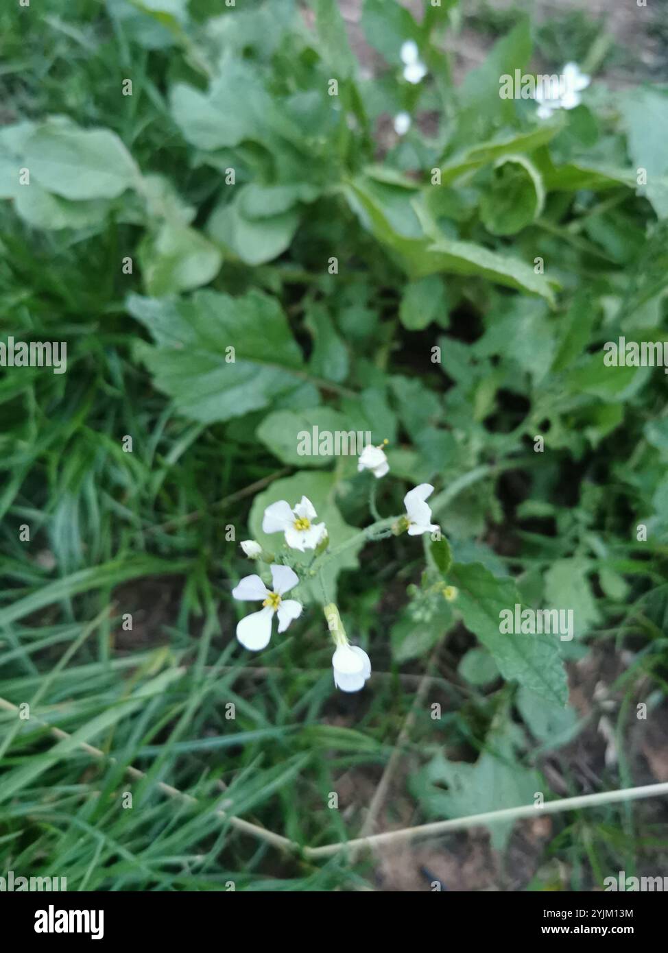 mustard family (Brassicaceae Stock Photo - Alamy