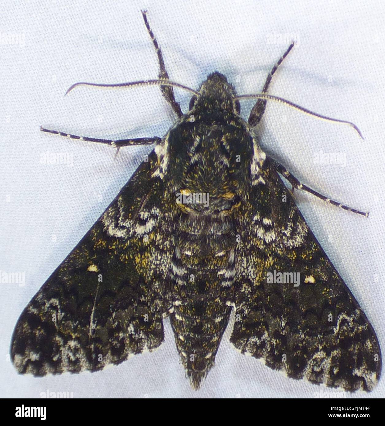 Pawpaw Sphinx (Dolba hyloeus Stock Photo - Alamy