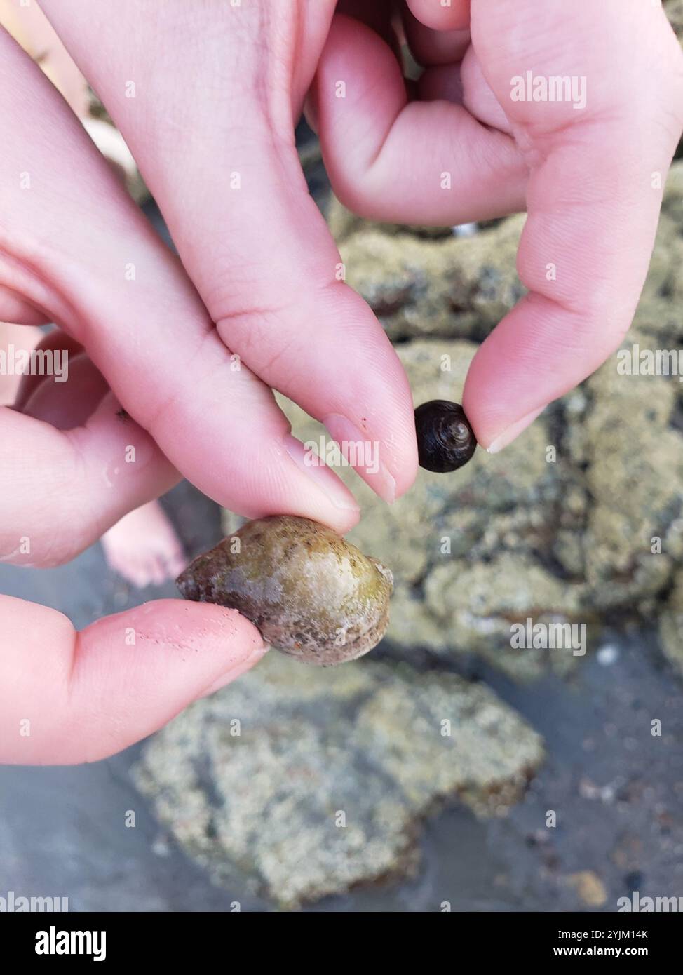 Atlantic Dogwhelk (Nucella lapillus Stock Photo - Alamy