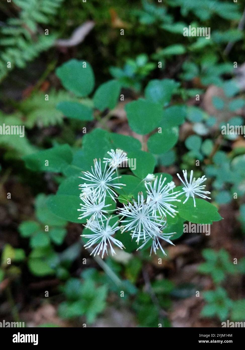 tall meadow-rue (Thalictrum pubescens Stock Photo - Alamy
