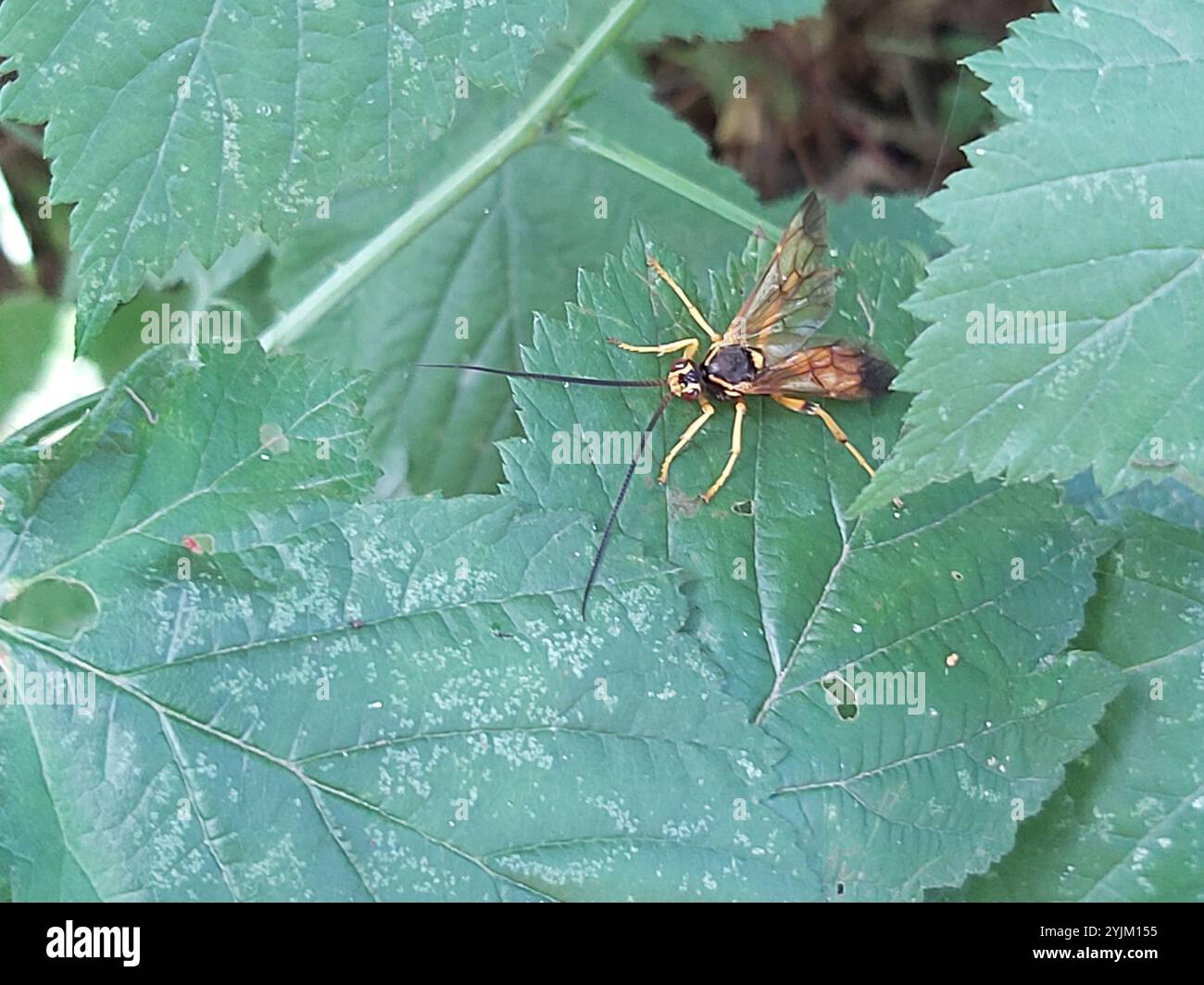 Ichneumonid Wasps (Ichneumonidae Stock Photo - Alamy