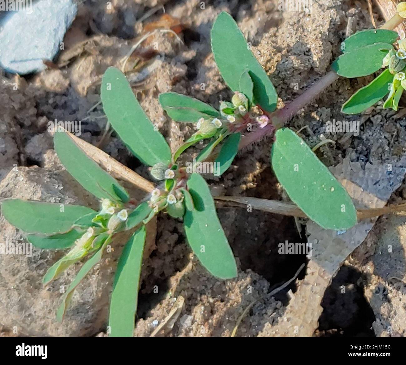 Spotted spurge (Euphorbia maculata Stock Photo - Alamy