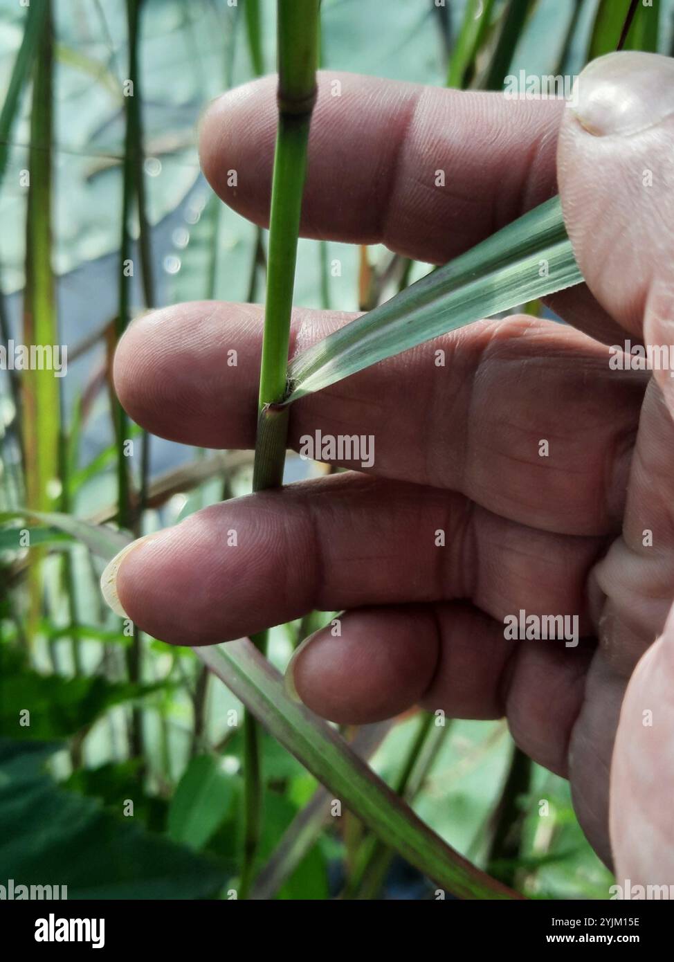 bristlegrasses, bluestems, paspalums, and allies (Panicoideae Stock ...