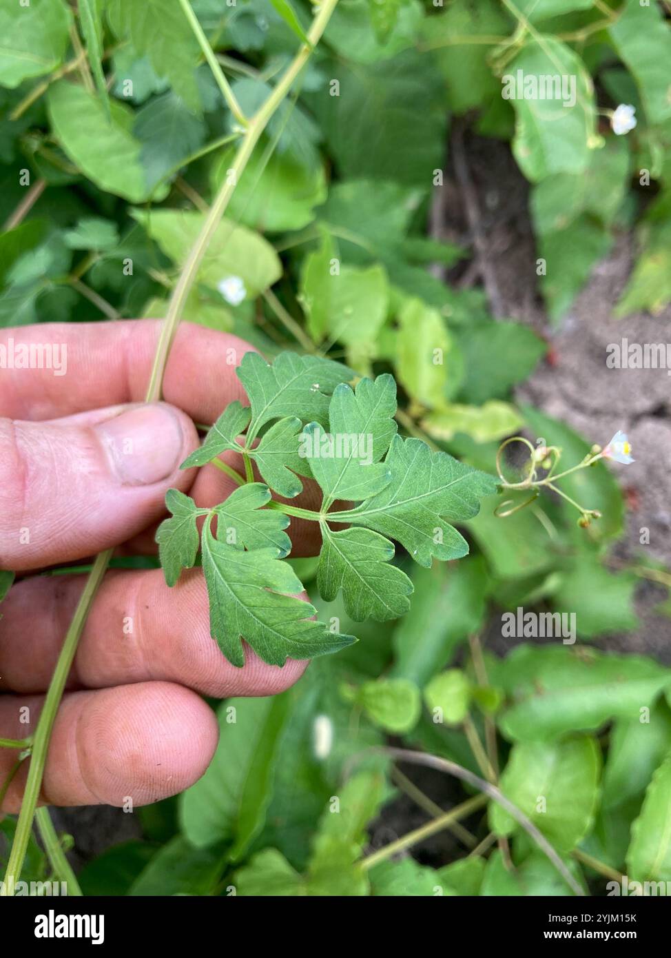Lesser Balloon Vine (Cardiospermum halicacabum Stock Photo - Alamy
