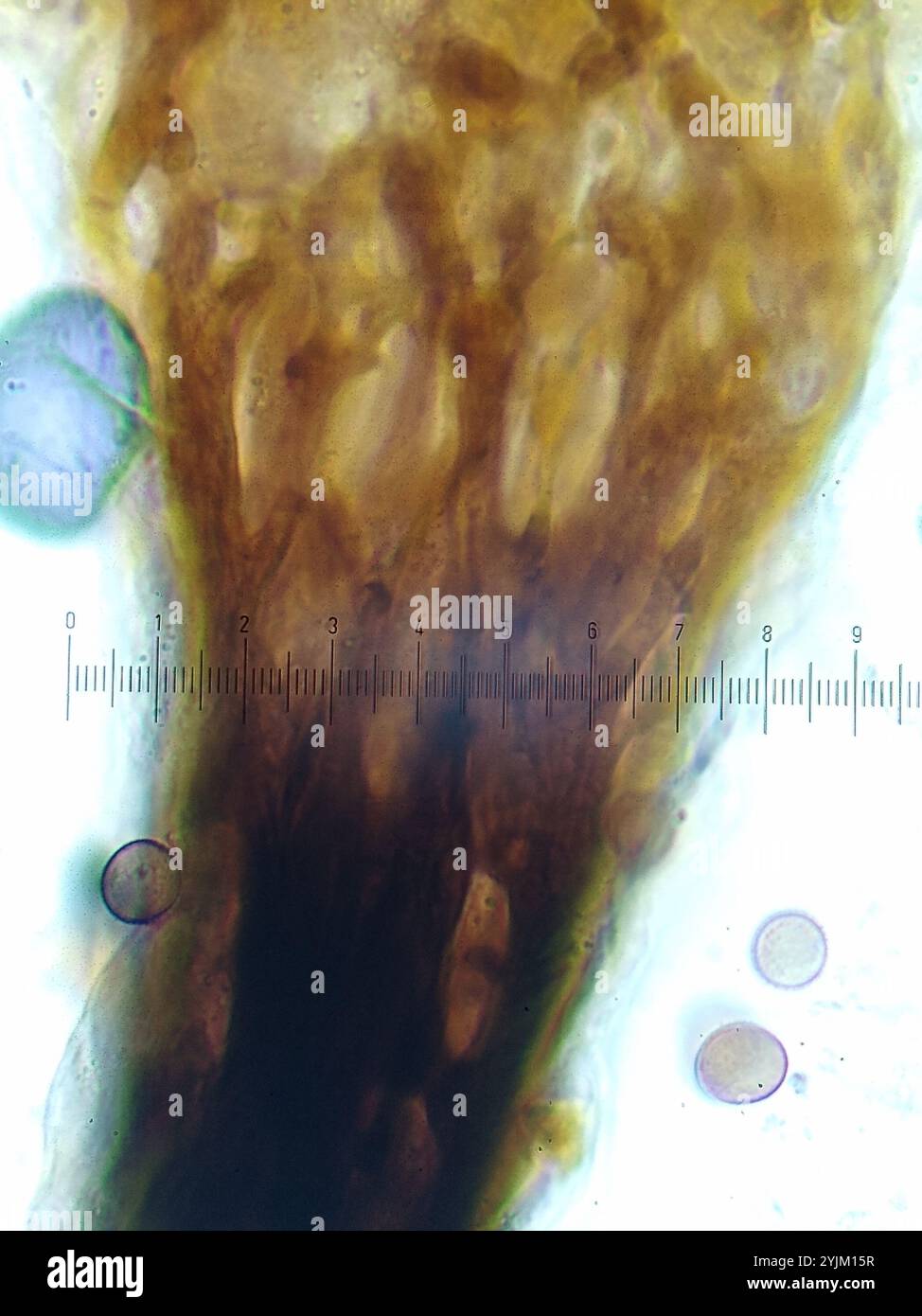 Comatricha elegans hi-res stock photography and images - Alamy