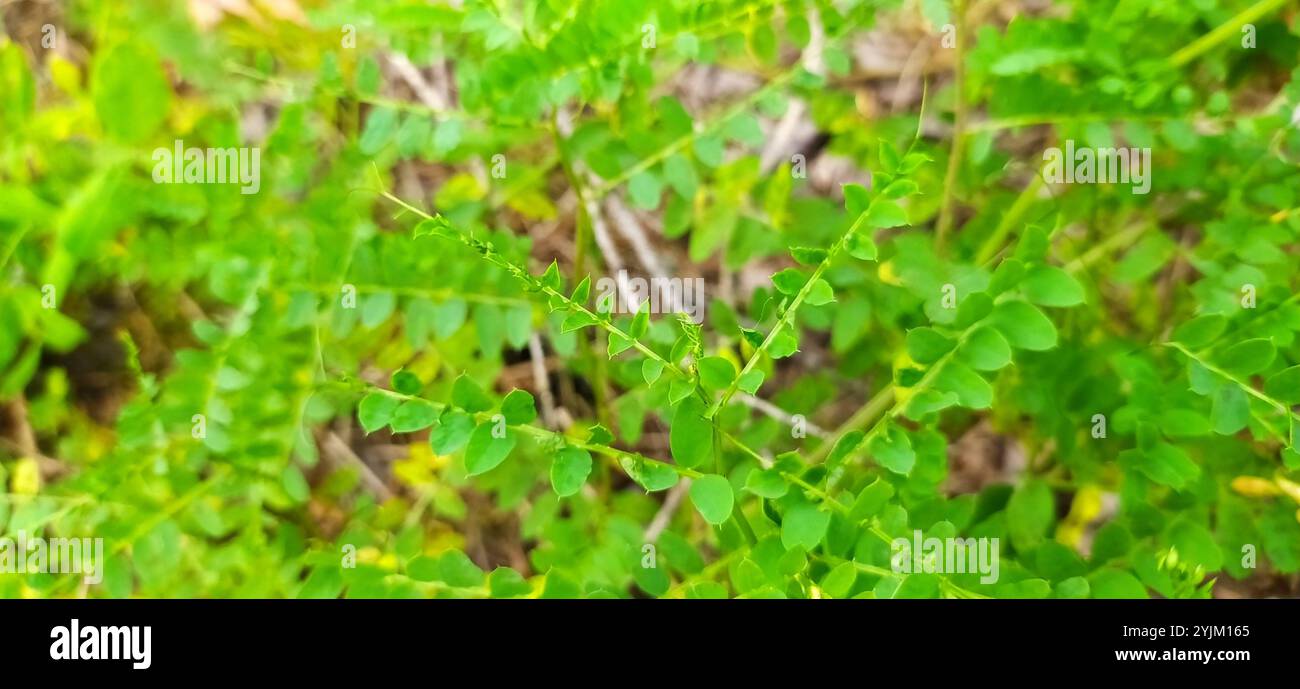 Wood Vetch (Vicia sylvatica Stock Photo - Alamy