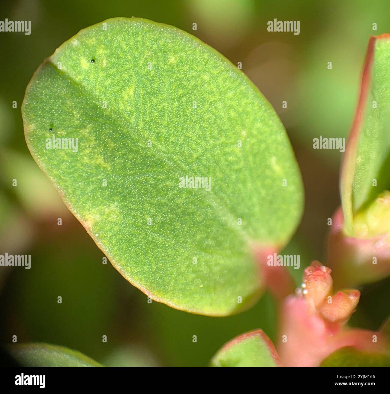 limestone sandmat (Euphorbia blodgettii Stock Photo - Alamy