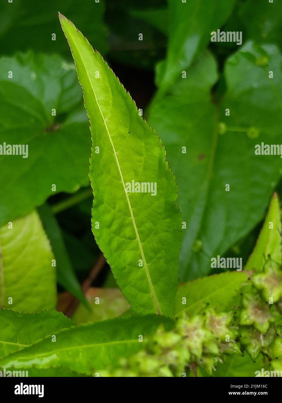 Penthorum sedoides hi-res stock photography and images - Alamy