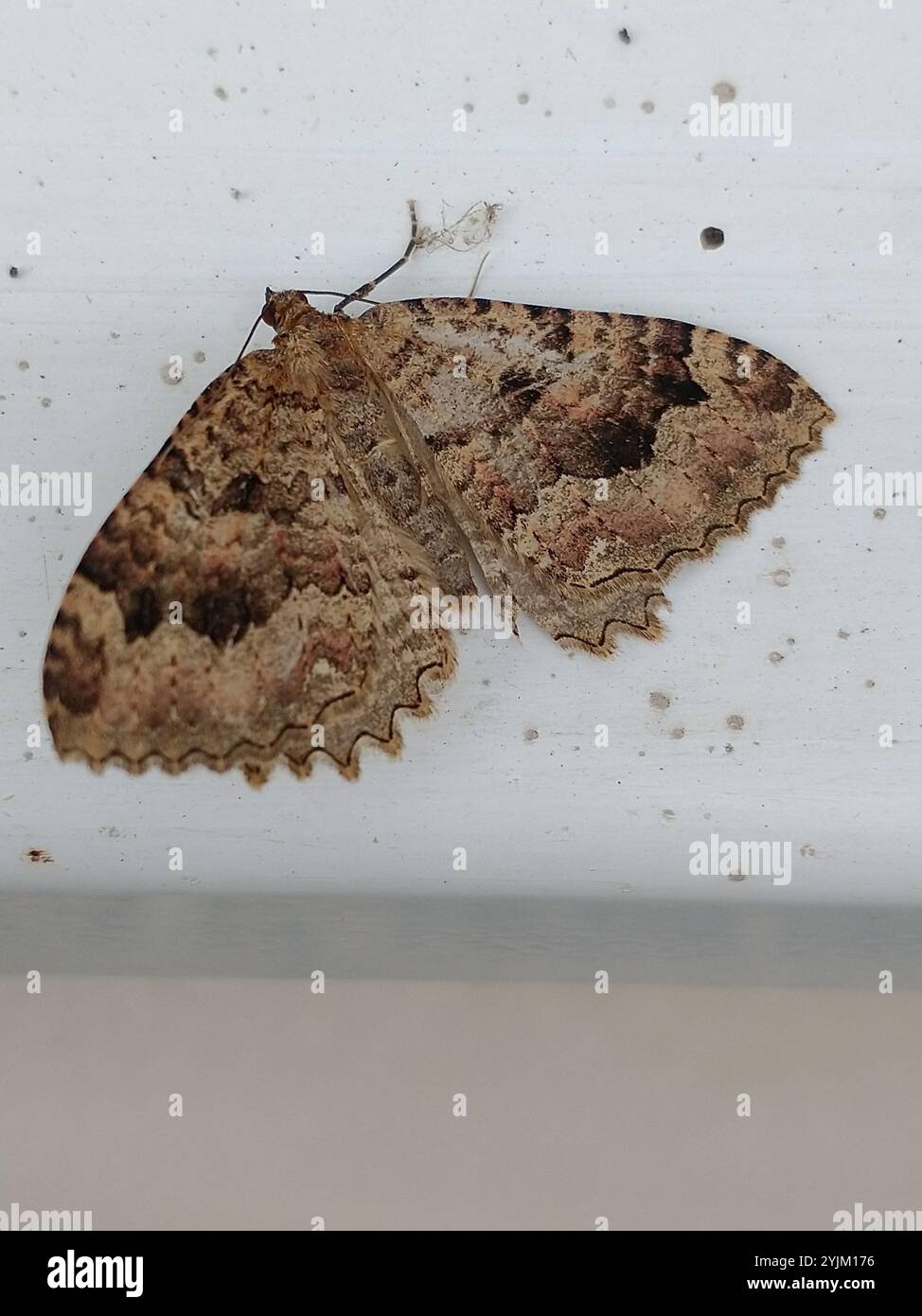 Tissue (Triphosa dubitata Stock Photo - Alamy