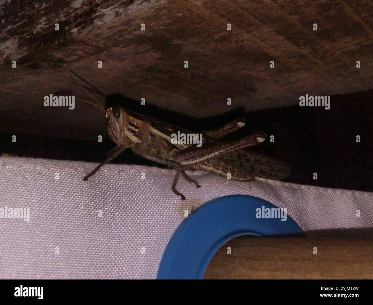 South American Locust (Schistocerca cancellata Stock Photo - Alamy