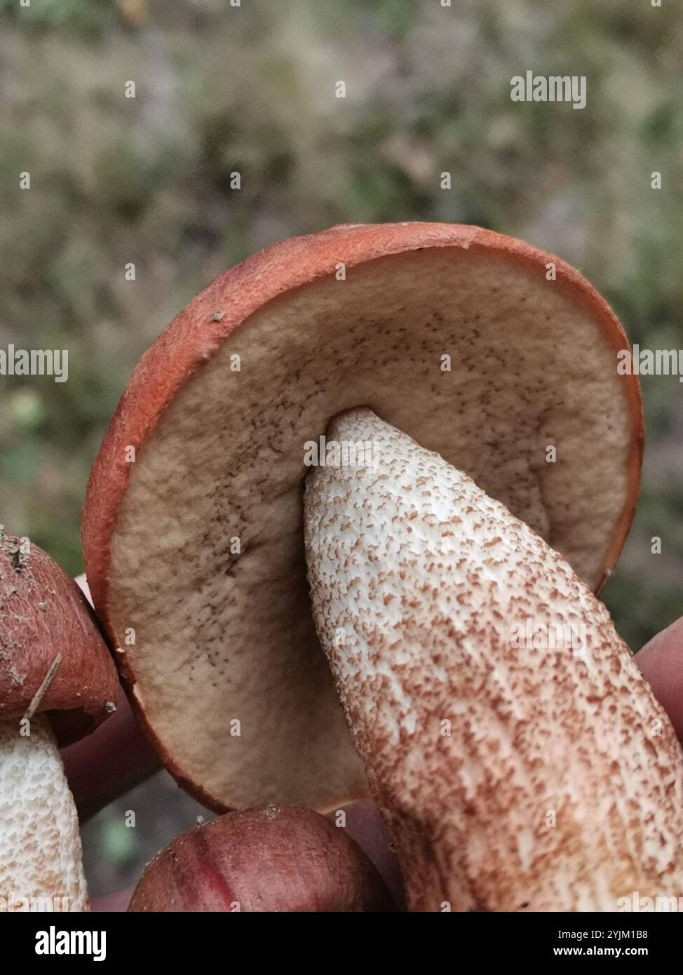 Red-capped Scaber Stalk (Leccinum aurantiacum Stock Photo - Alamy