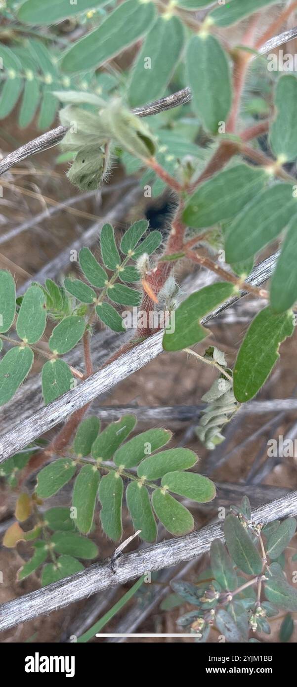 Arizona poppy (Kallstroemia grandiflora Stock Photo - Alamy