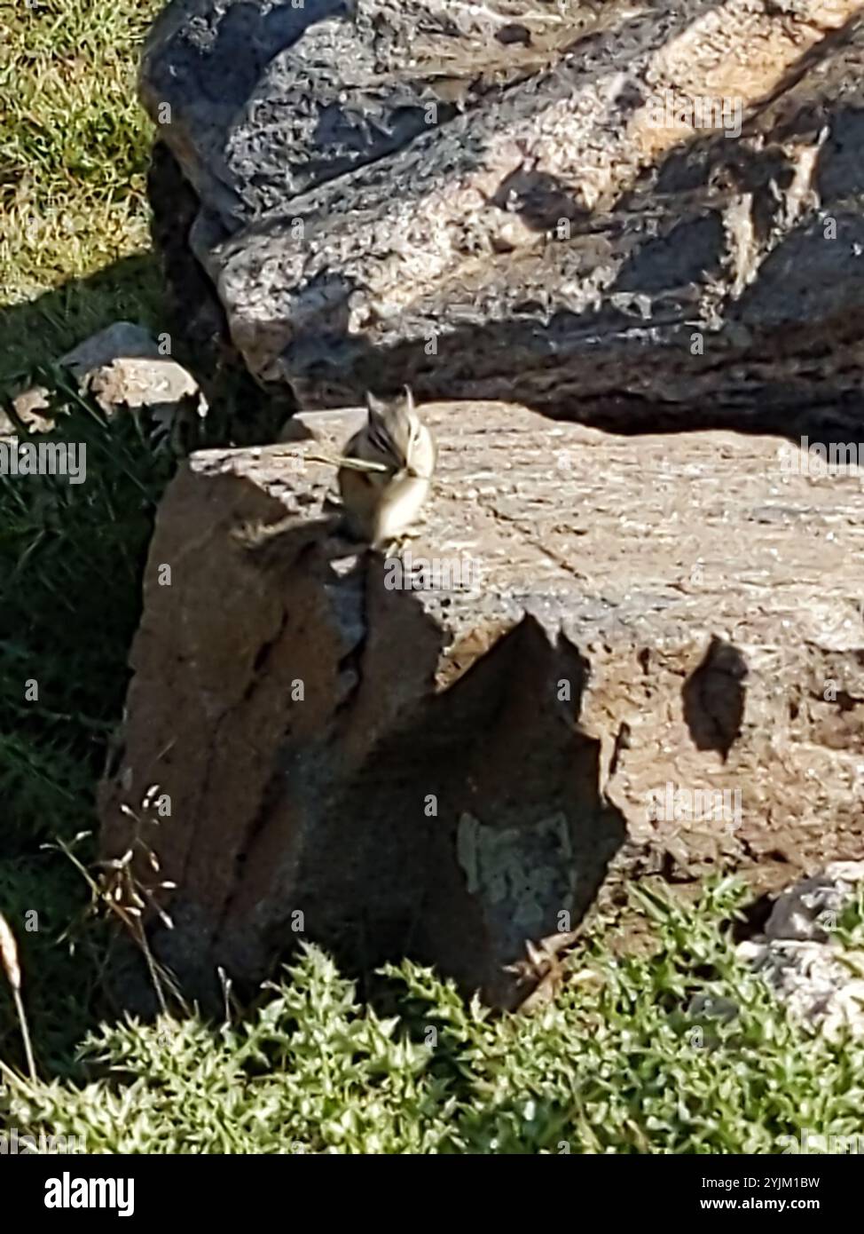 Least Chipmunk (Neotamias minimus Stock Photo - Alamy