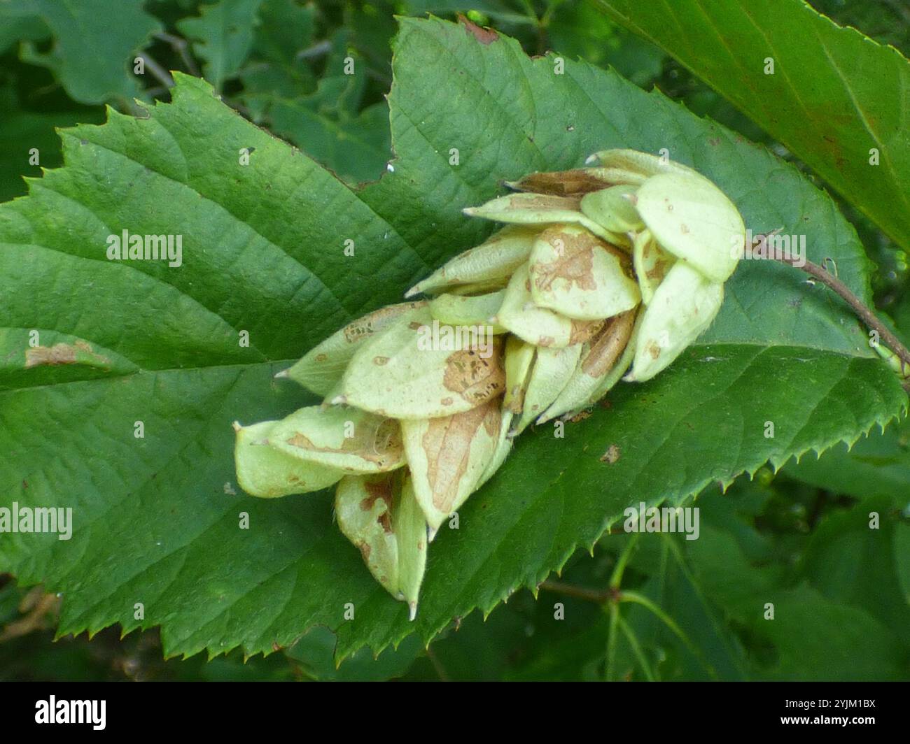 American hophornbeam (Ostrya virginiana Stock Photo - Alamy