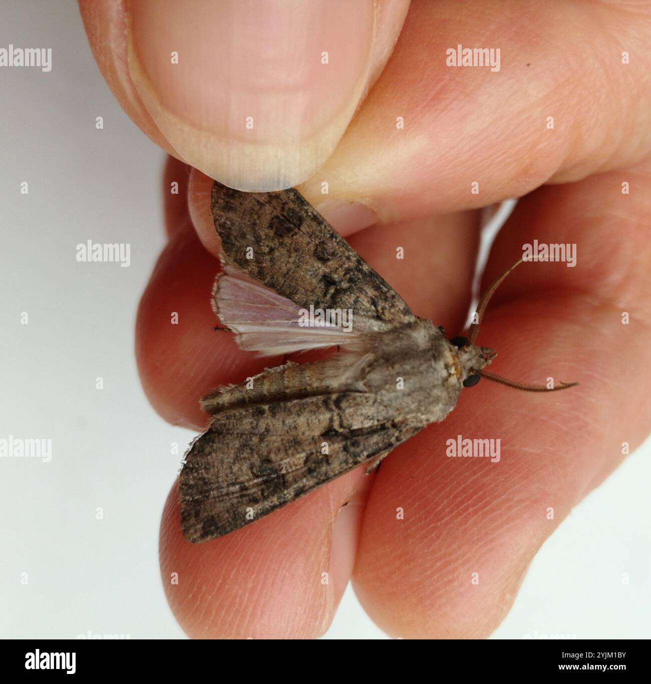 Turnip Moth (Agrotis segetum Stock Photo - Alamy