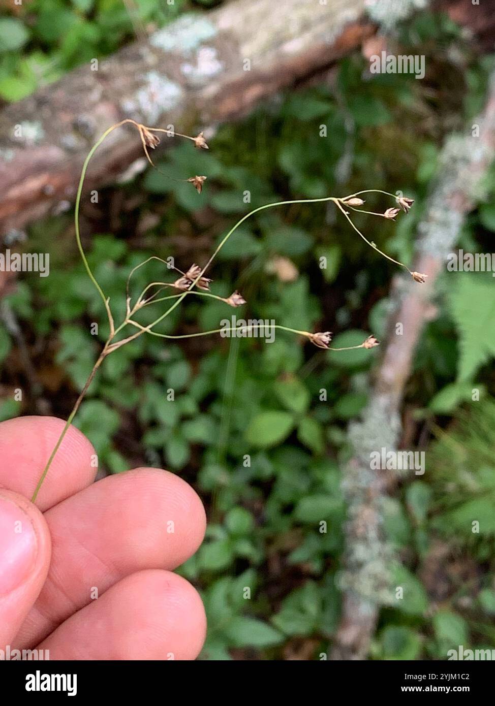 Small-flower Woodrush (Luzula parviflora Stock Photo - Alamy