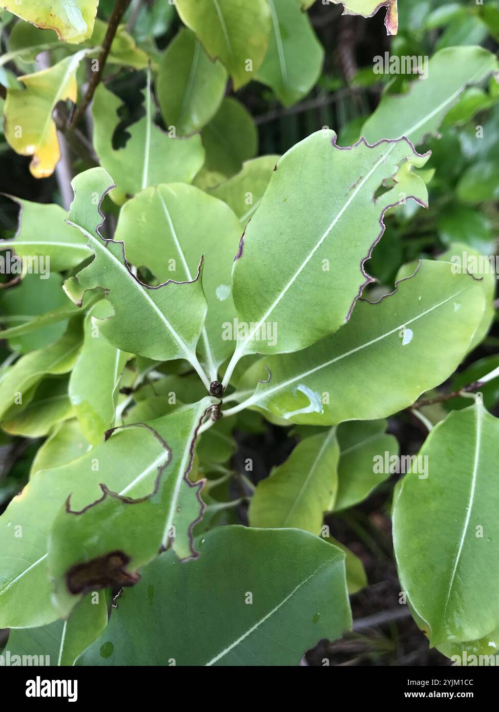 tarata (Pittosporum eugenioides Stock Photo - Alamy