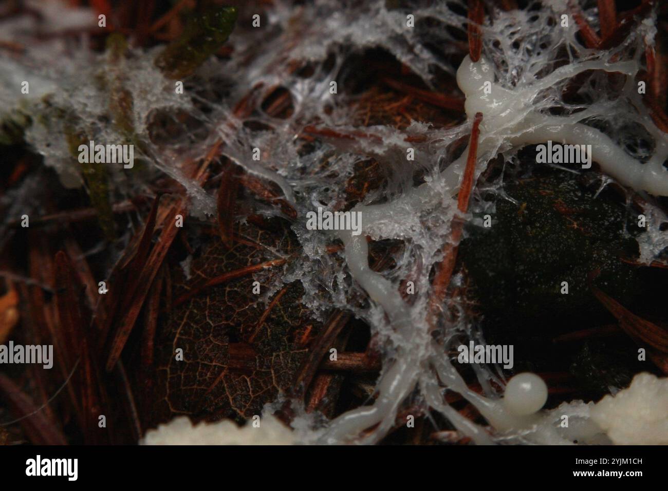 Dog Sick Slime Mould (Didymium spongiosum Stock Photo - Alamy