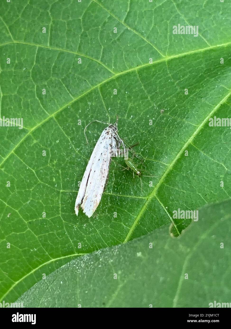 Small Ermine Moths (Yponomeuta Stock Photo - Alamy