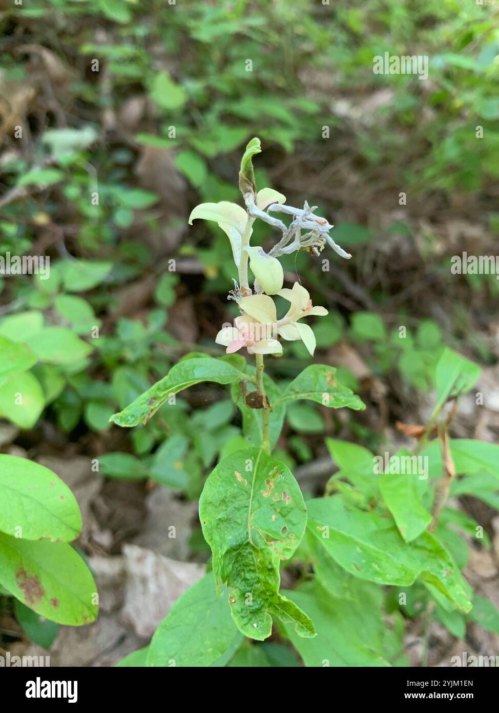 heath family (Ericaceae Stock Photo - Alamy