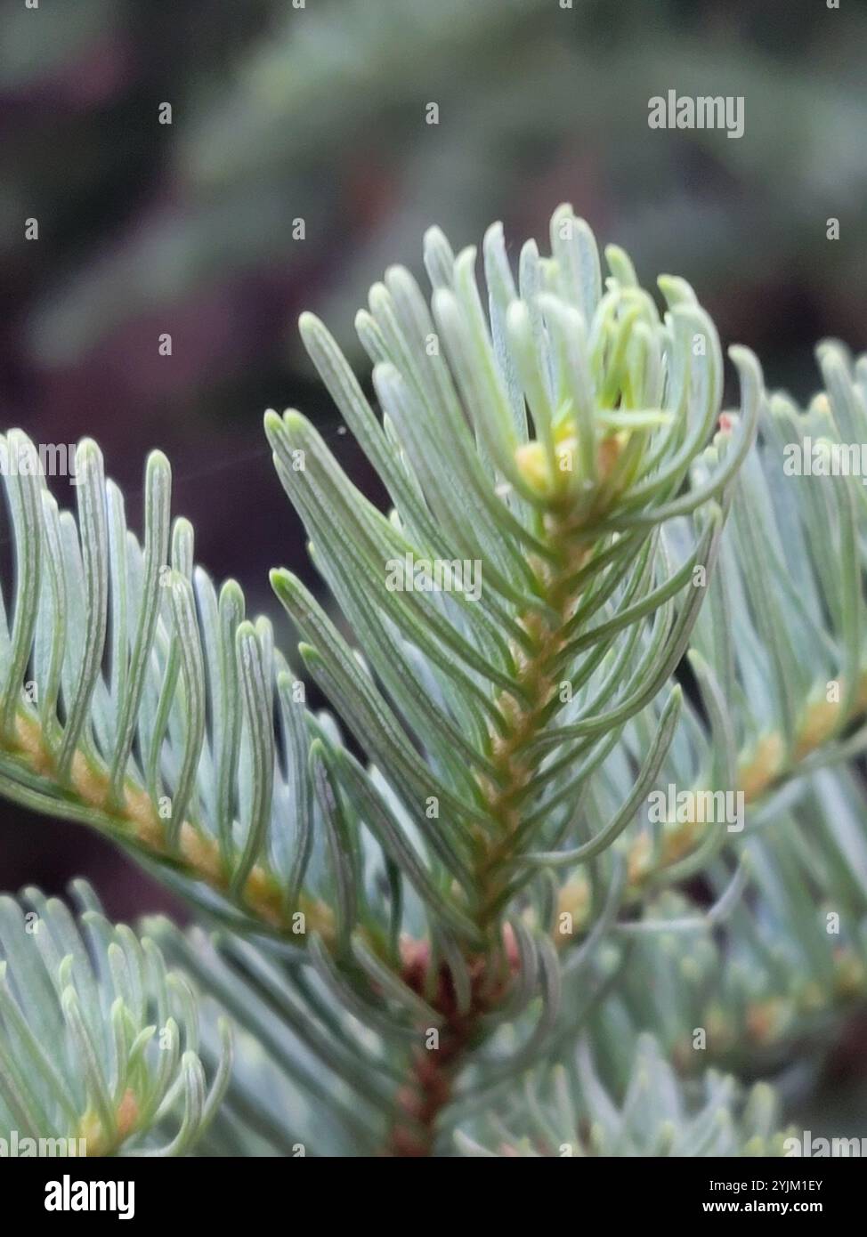 subalpine fir (Abies lasiocarpa Stock Photo - Alamy