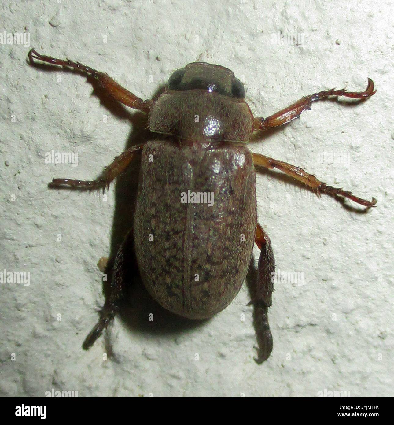 Adoretus hi-res stock photography and images - Alamy