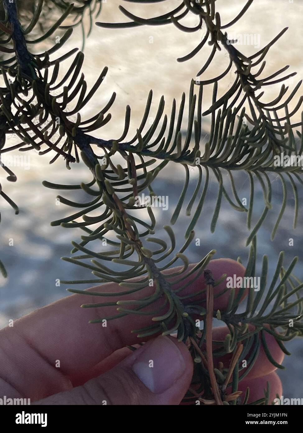 red fir (Abies magnifica Stock Photo - Alamy