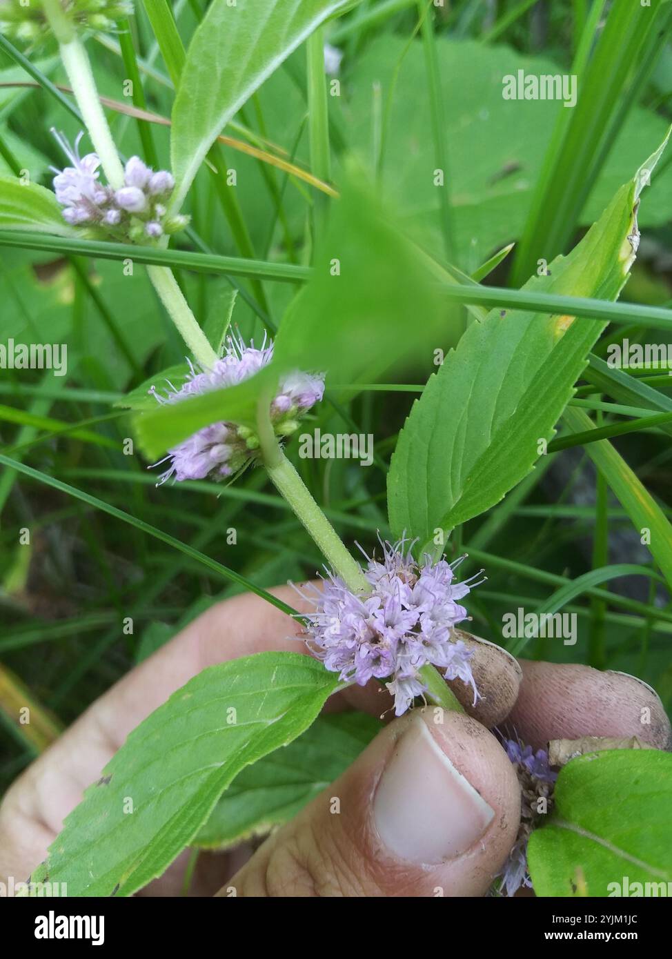corn mint (Mentha arvensis Stock Photo - Alamy