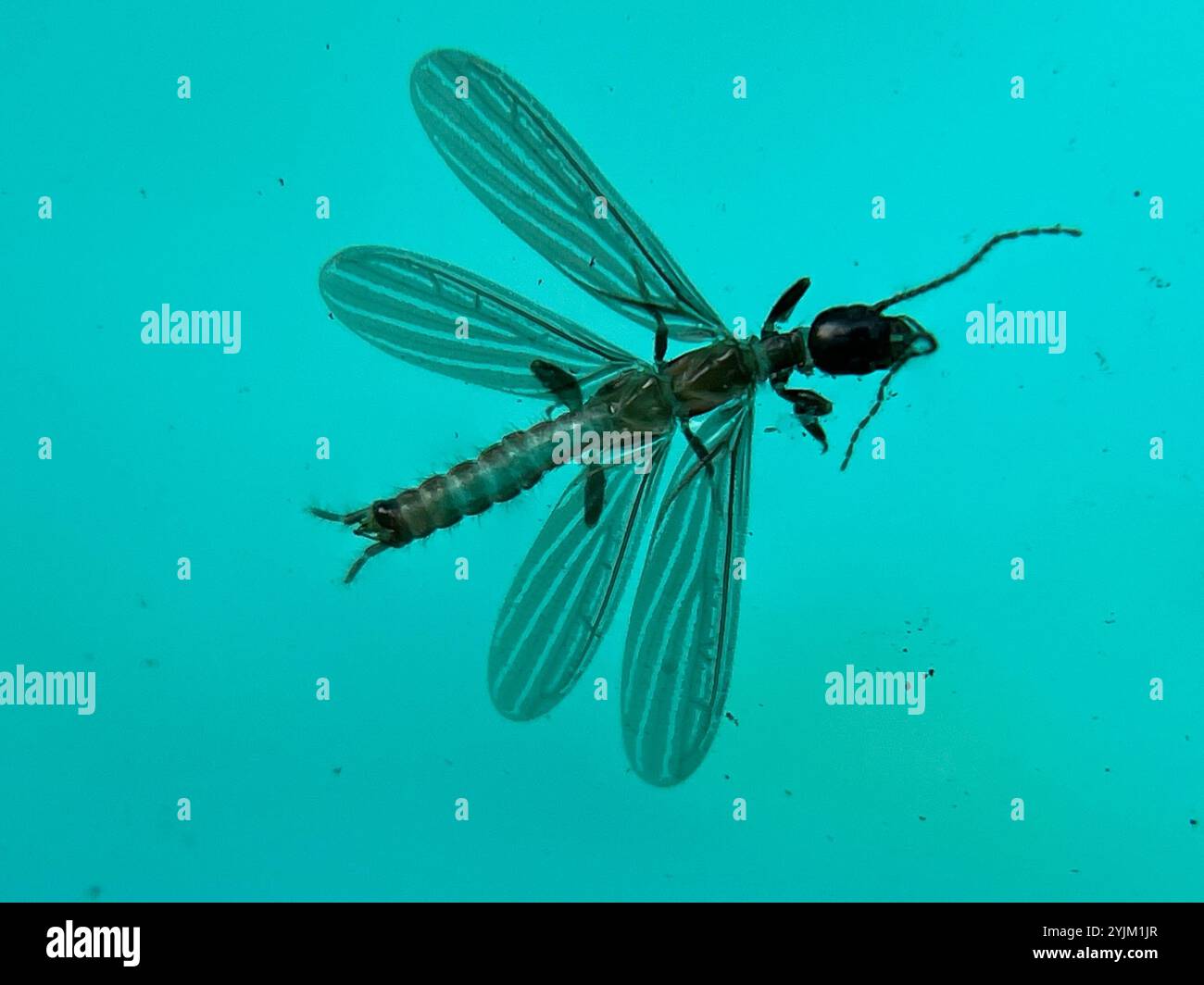 Webspinners hi-res stock photography and images - Alamy