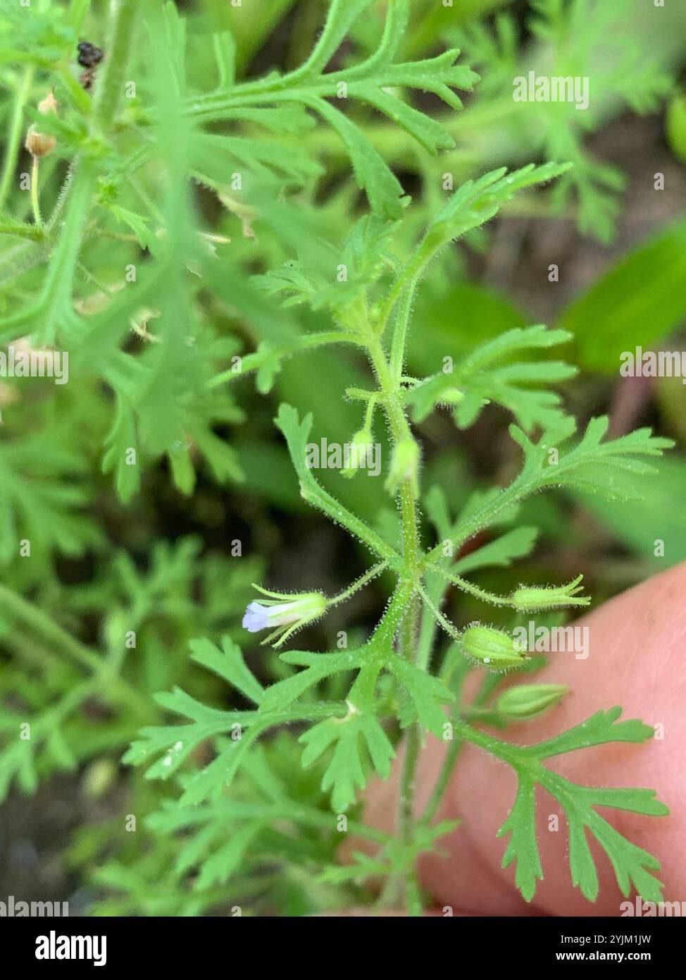 Obi-Wan conobea (Leucospora multifida Stock Photo - Alamy