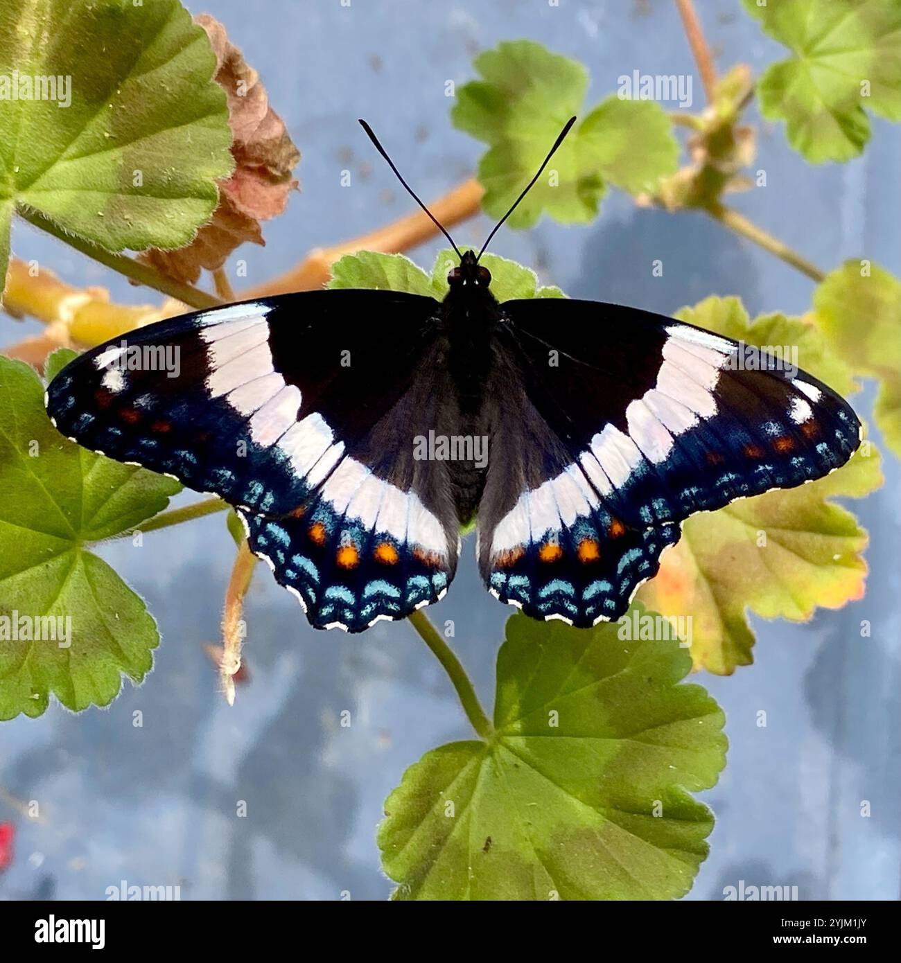 American White Admiral (Limenitis arthemis arthemis Stock Photo - Alamy