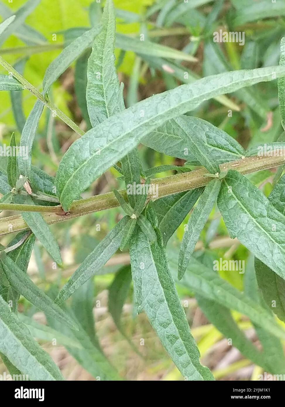 False Boneset (Brickellia eupatorioides Stock Photo - Alamy