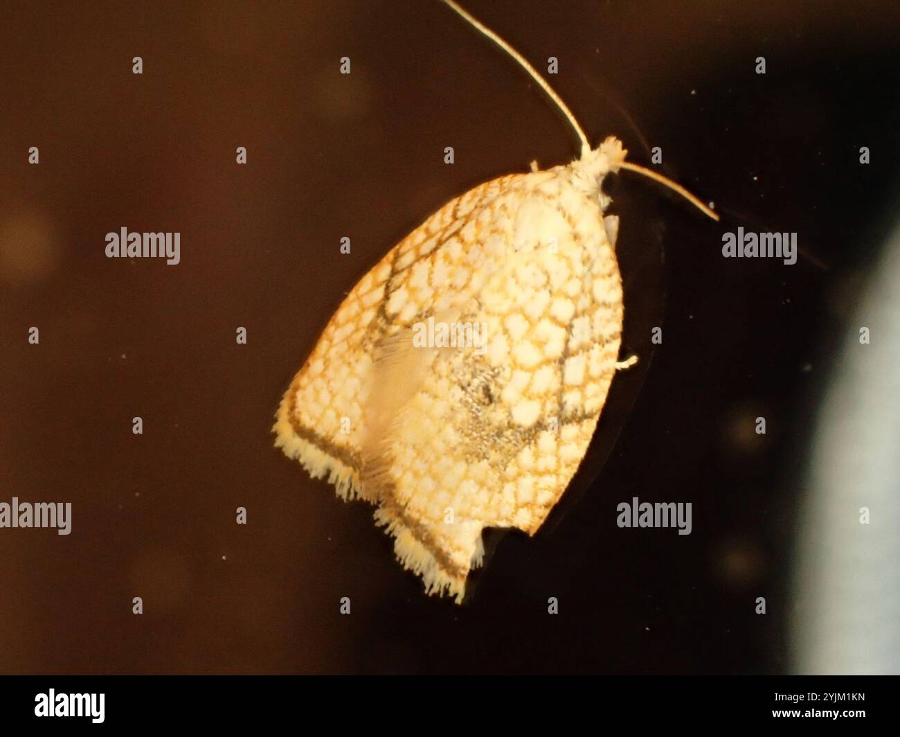 Maple Leaftier Moth (Acleris forsskaleana Stock Photo - Alamy