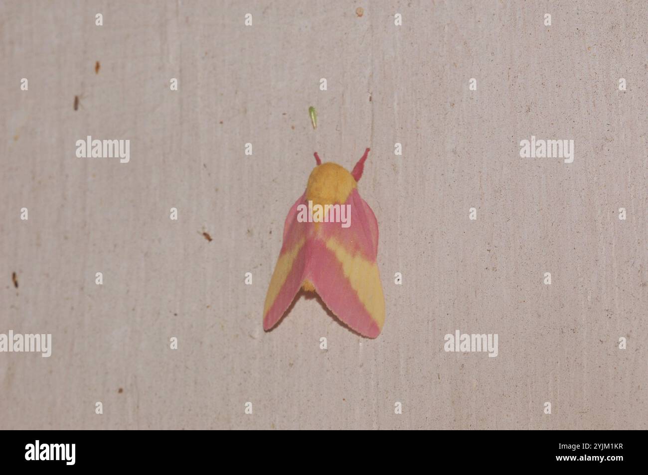 Rosy maple moth (dryocampa rubicunda) hi-res stock photography and ...