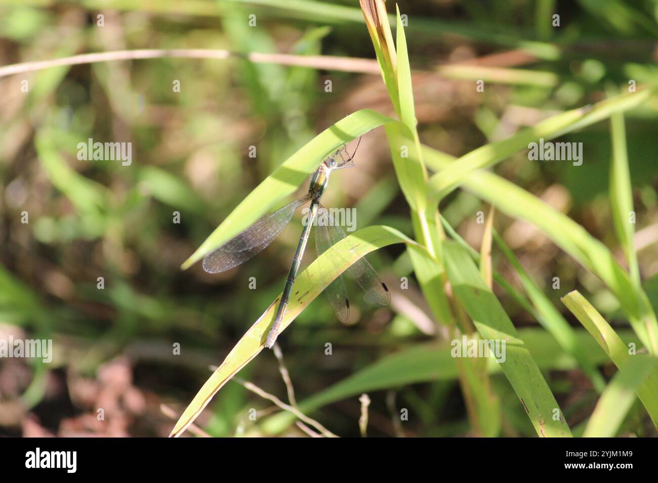 Common Spreadwing (Lestes sponsa Stock Photo - Alamy
