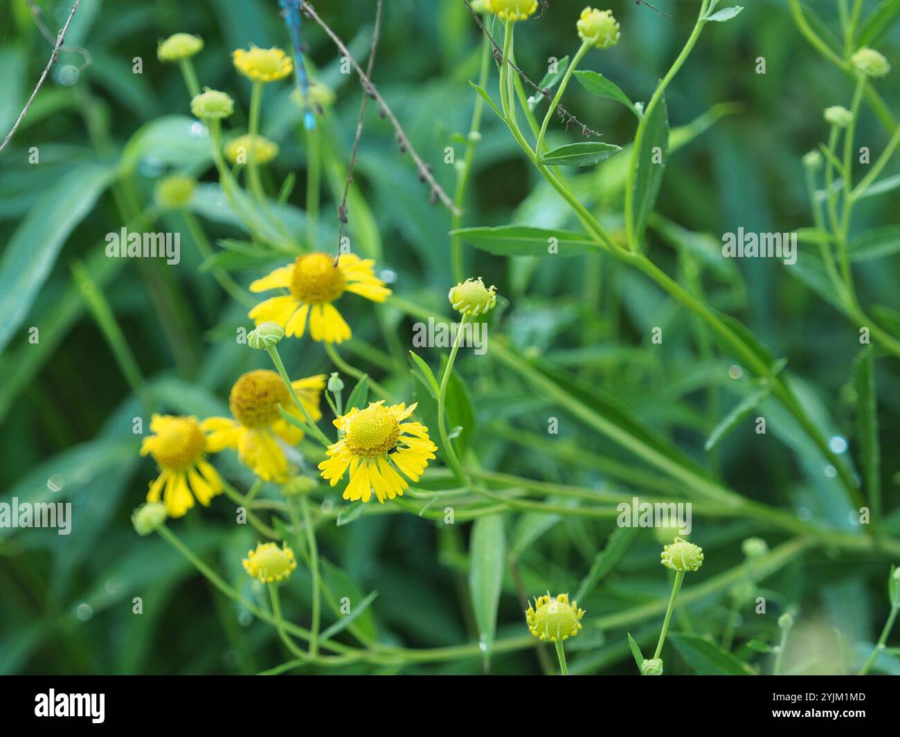 common sneezeweed (Helenium autumnale Stock Photo - Alamy