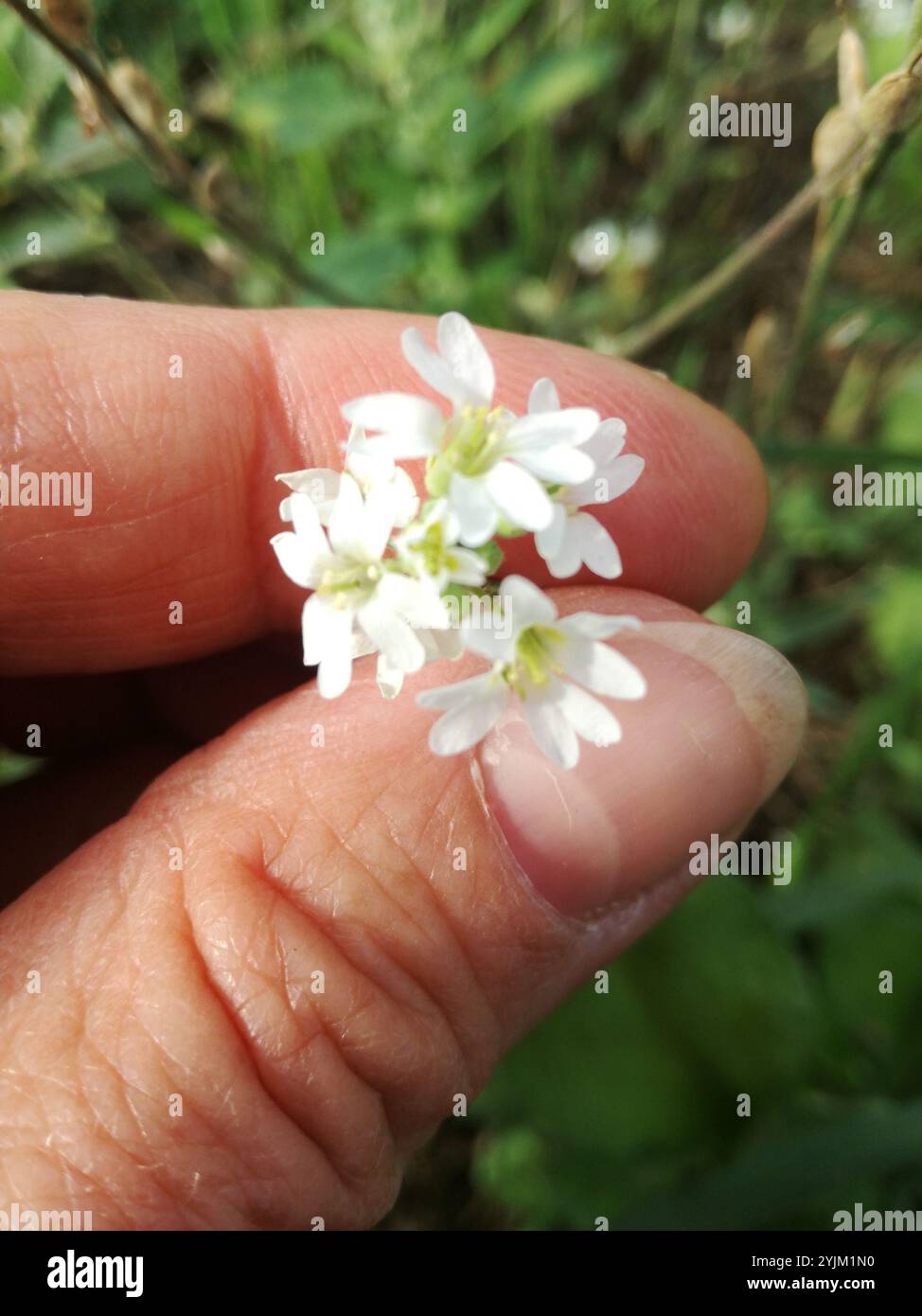 hoary alyssum (Berteroa incana Stock Photo - Alamy